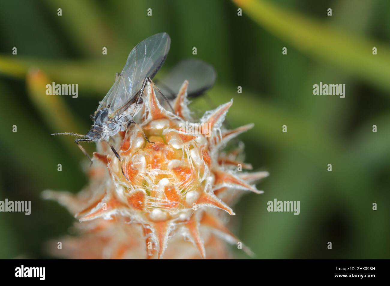 Conifer aphid hi-res stock photography and images - Alamy