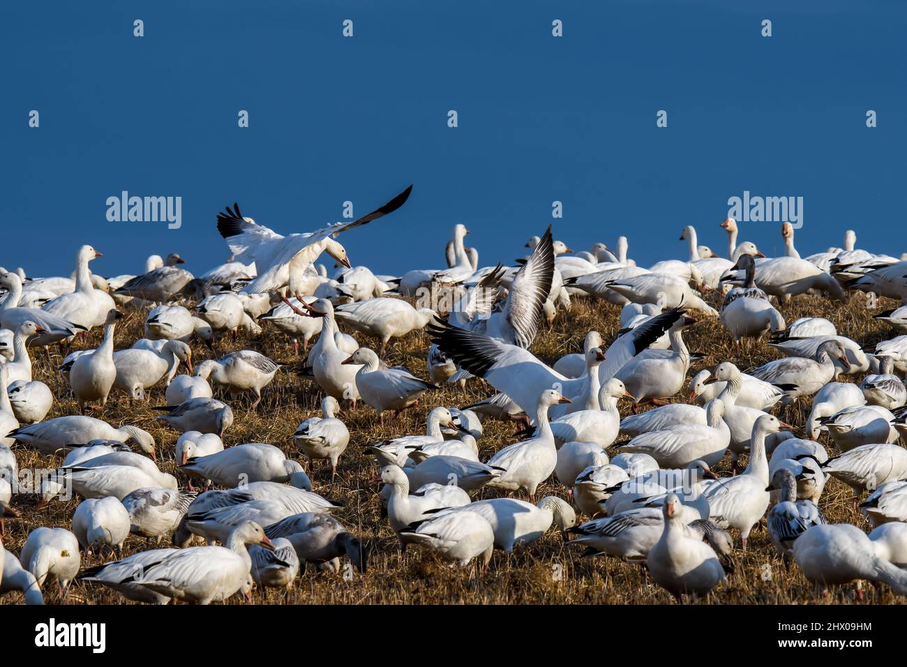 Snow geese landing in a grass field in the late afternoon sun during ...
