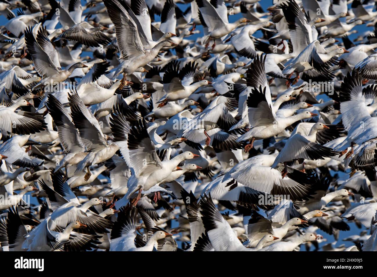 Chaotic flight of snow geese in the late afternoon sun during spring ...