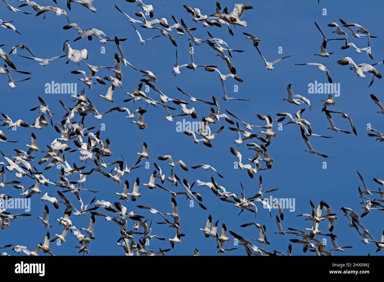 Chaotic flight of snow geese in the late afternoon sun during spring ...