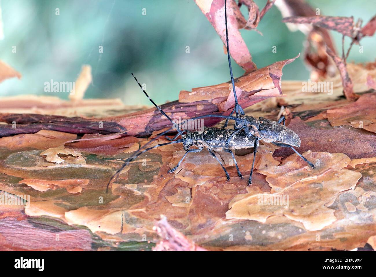 The pine sawyer beetle, also referred to as the black pine sawyer ...