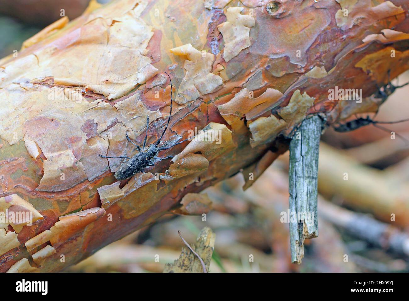 Monochamus galloprovincialis hi-res stock photography and images - Alamy