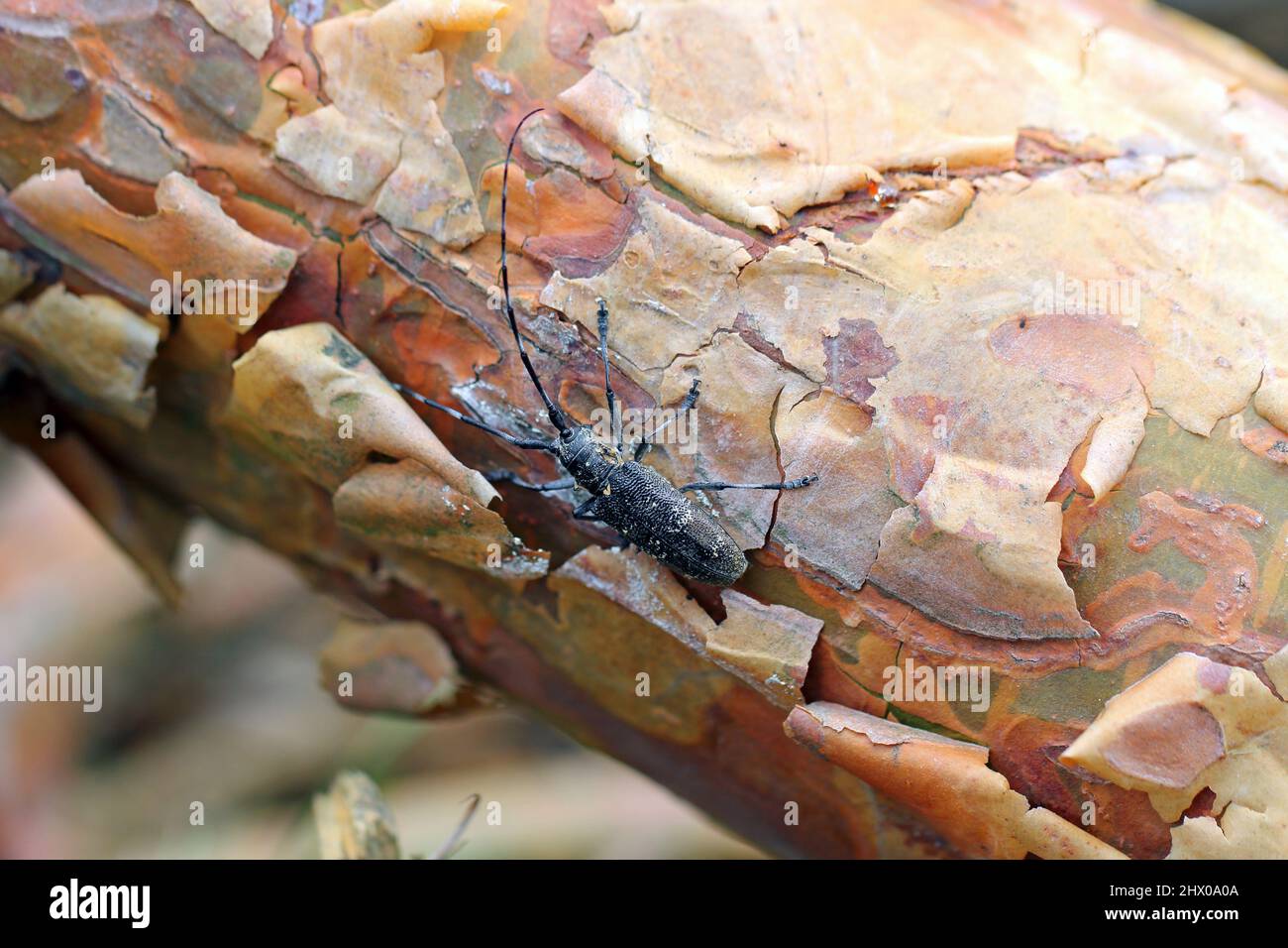 Monochamus galloprovincialis hi-res stock photography and images - Alamy