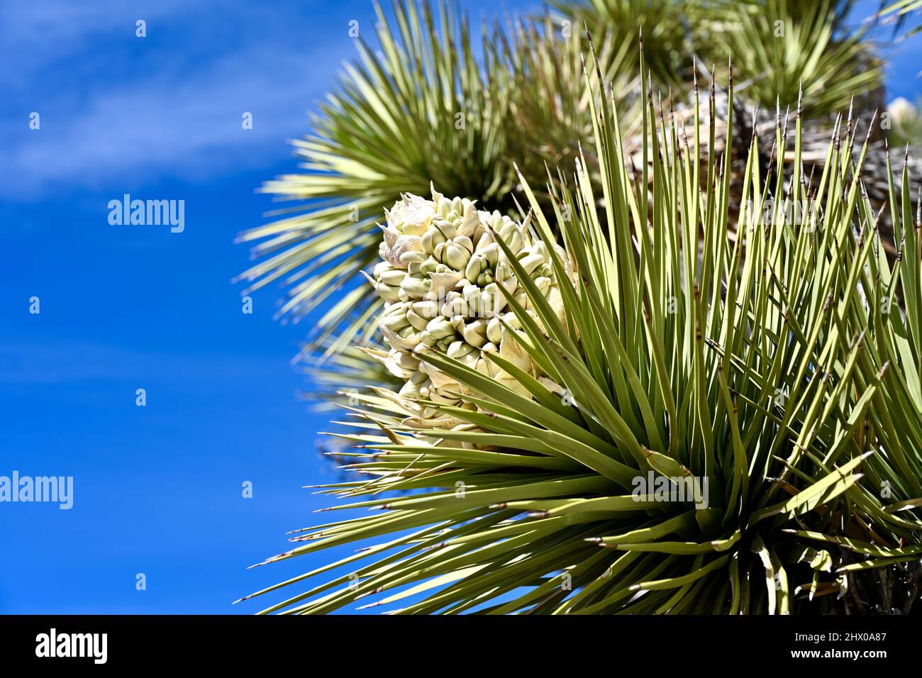 Flowers of a joshua tree blooming in Joshua Tree National Park, USA ...