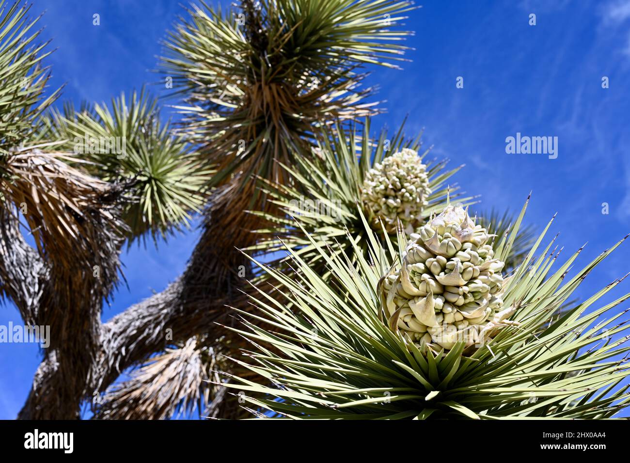 Flowers of a joshua tree blooming in Joshua Tree National Park, USA ...