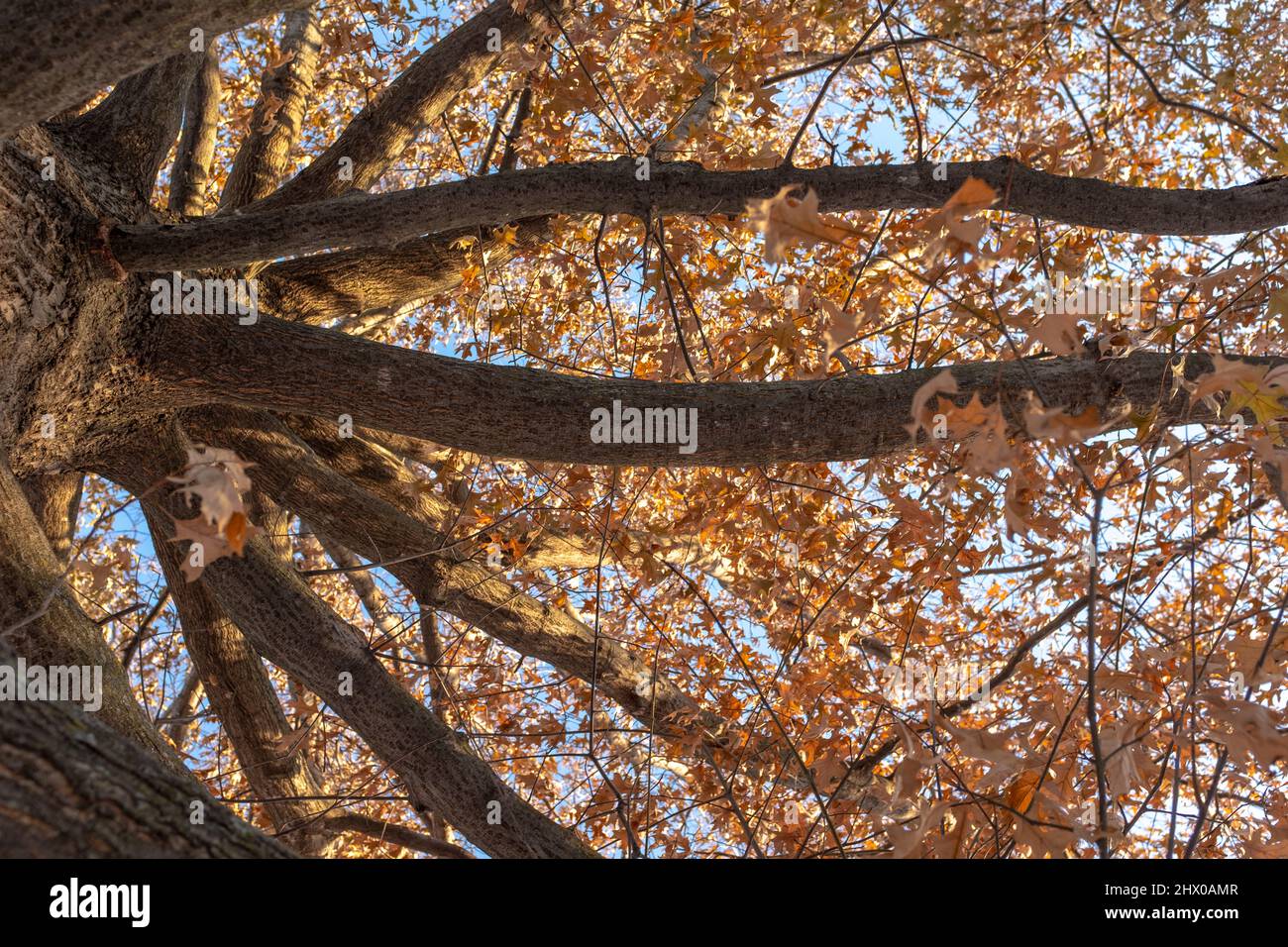 Background dead garden branch hi-res stock photography and images - Alamy