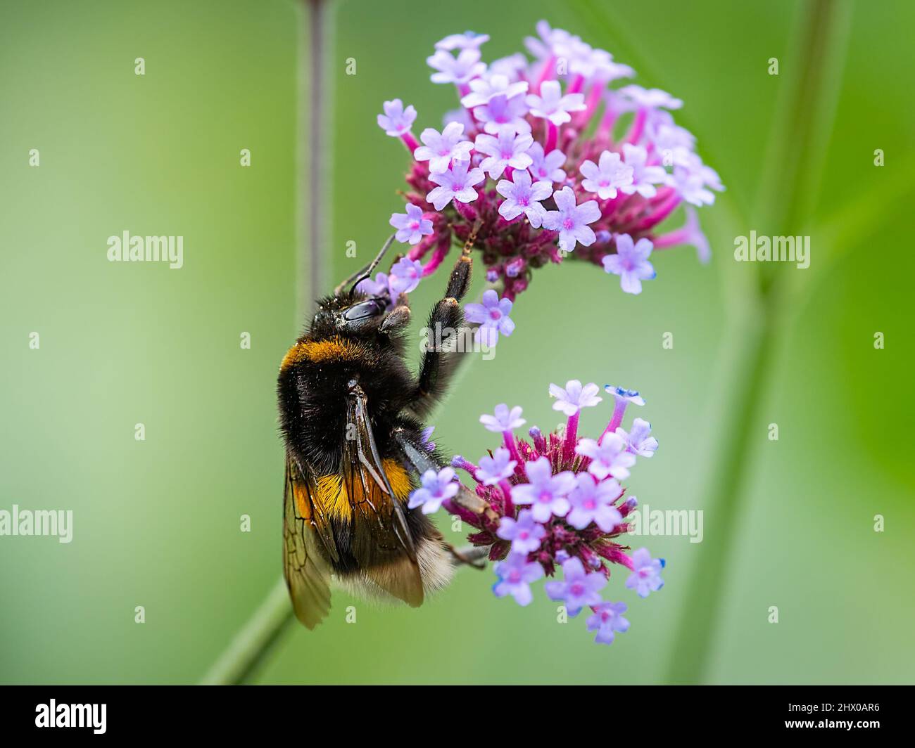 A large earth bumblebee (Bombus terrestris) feeding on a pretty verbena (Verbena bonariensis ...