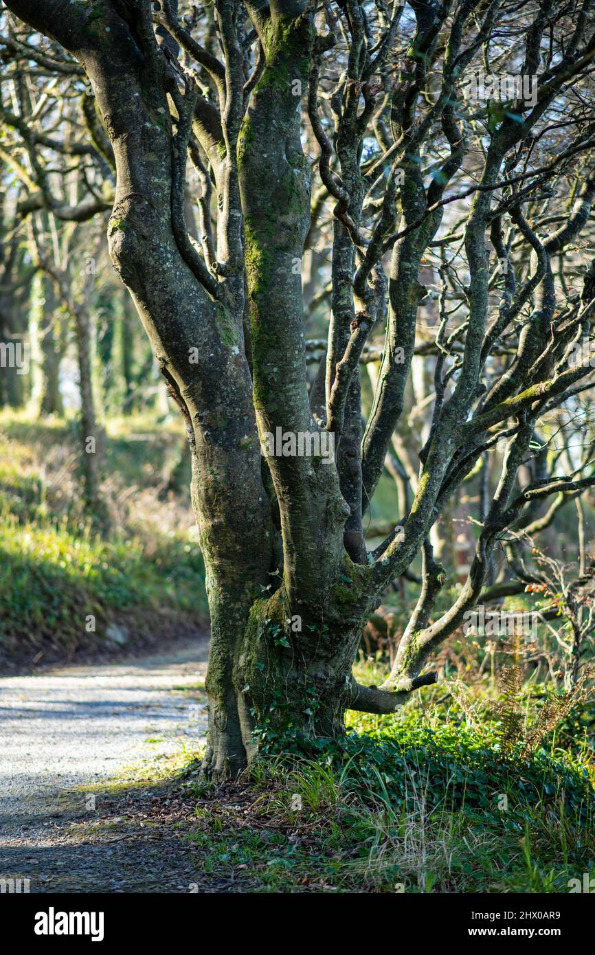 Amazing trees in nature bizarrely twisted and overgrown Stock Photo - Alamy
