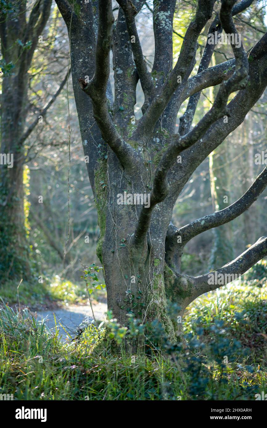 Amazing trees in nature bizarrely twisted and overgrown Stock Photo - Alamy