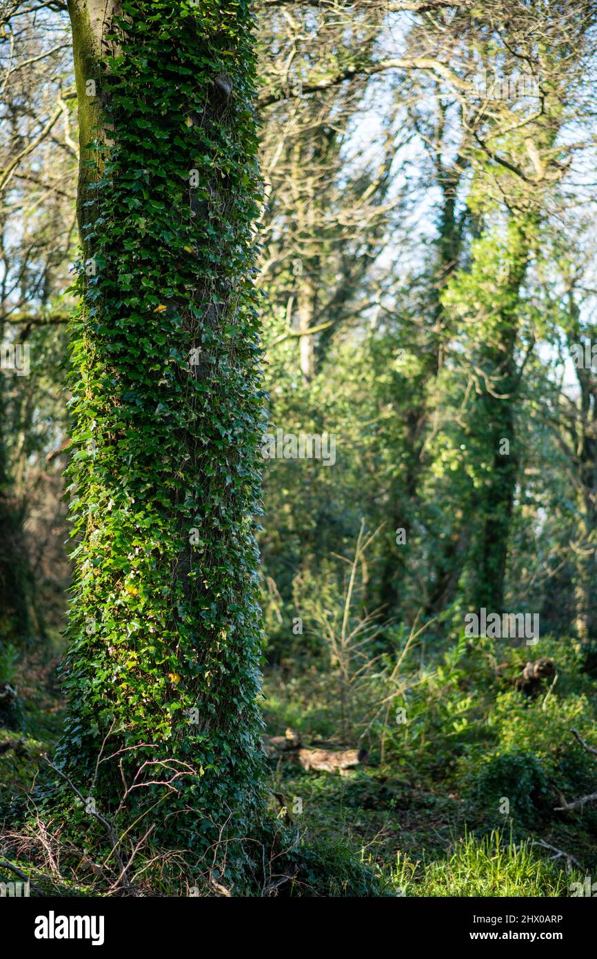Amazing trees in nature bizarrely twisted and overgrown Stock Photo - Alamy