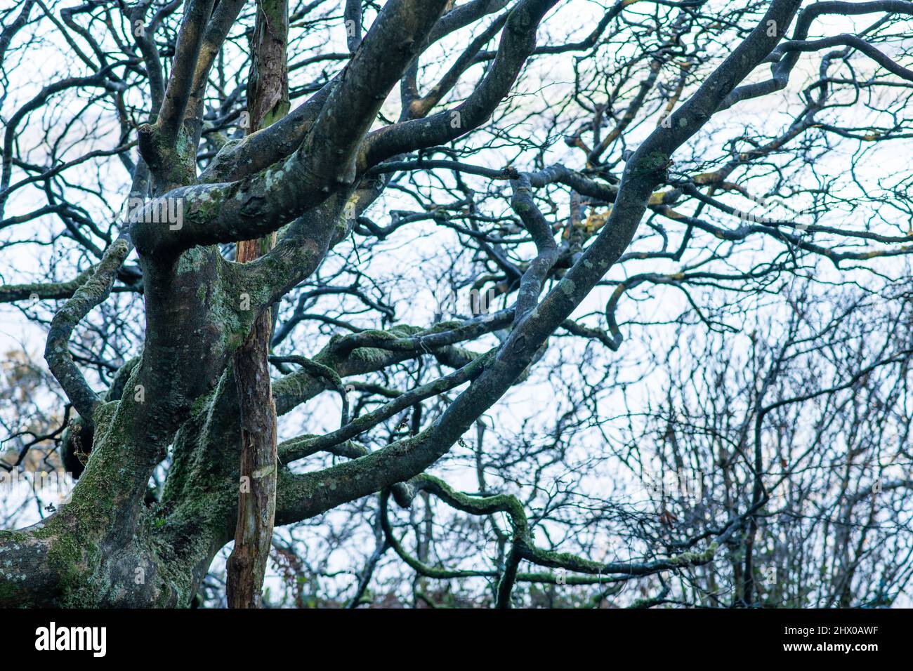 Amazing trees in nature bizarrely twisted and overgrown Stock Photo - Alamy
