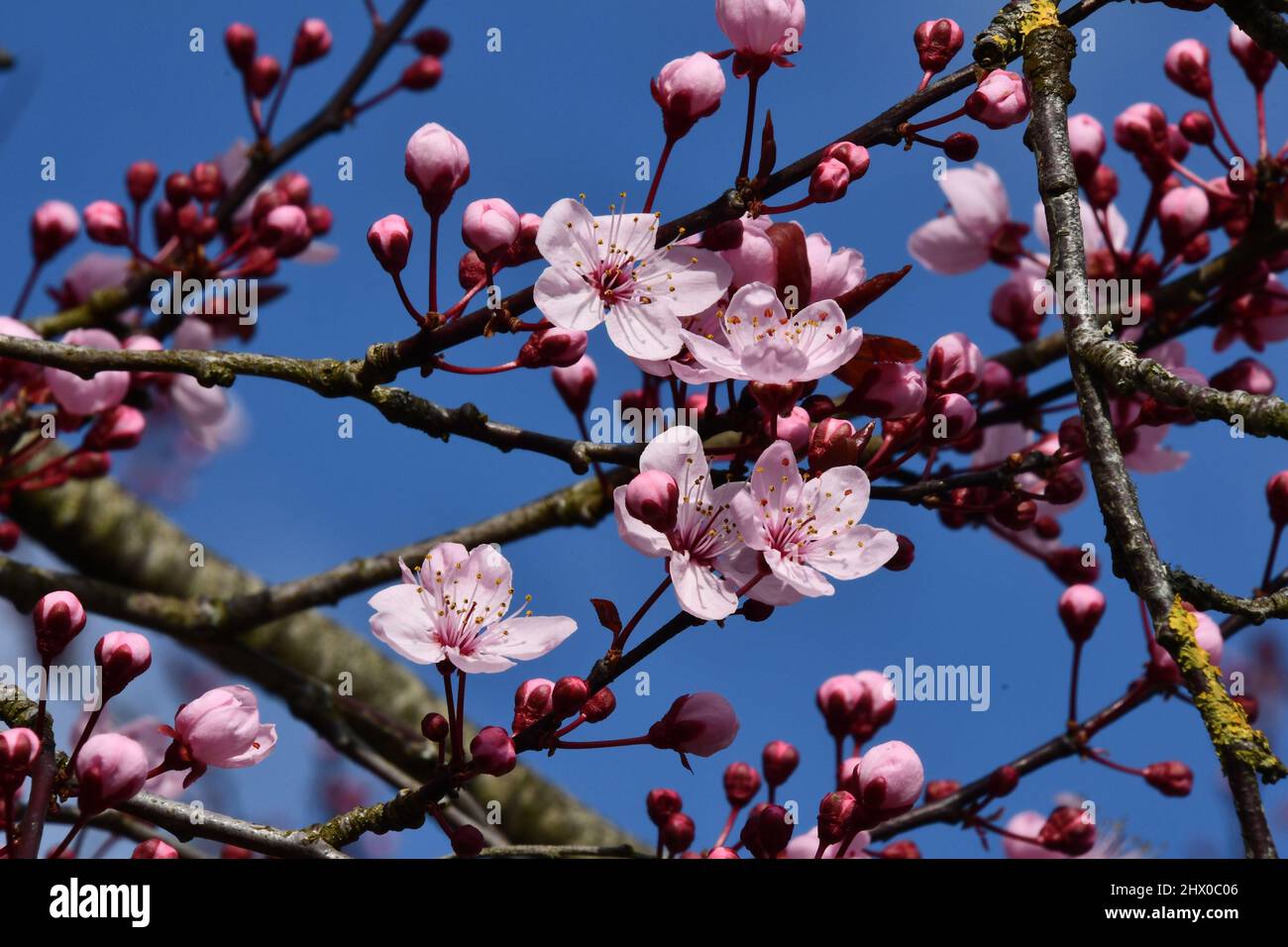 Pink blossom of a member of the prunus family. Early spring flowers ...