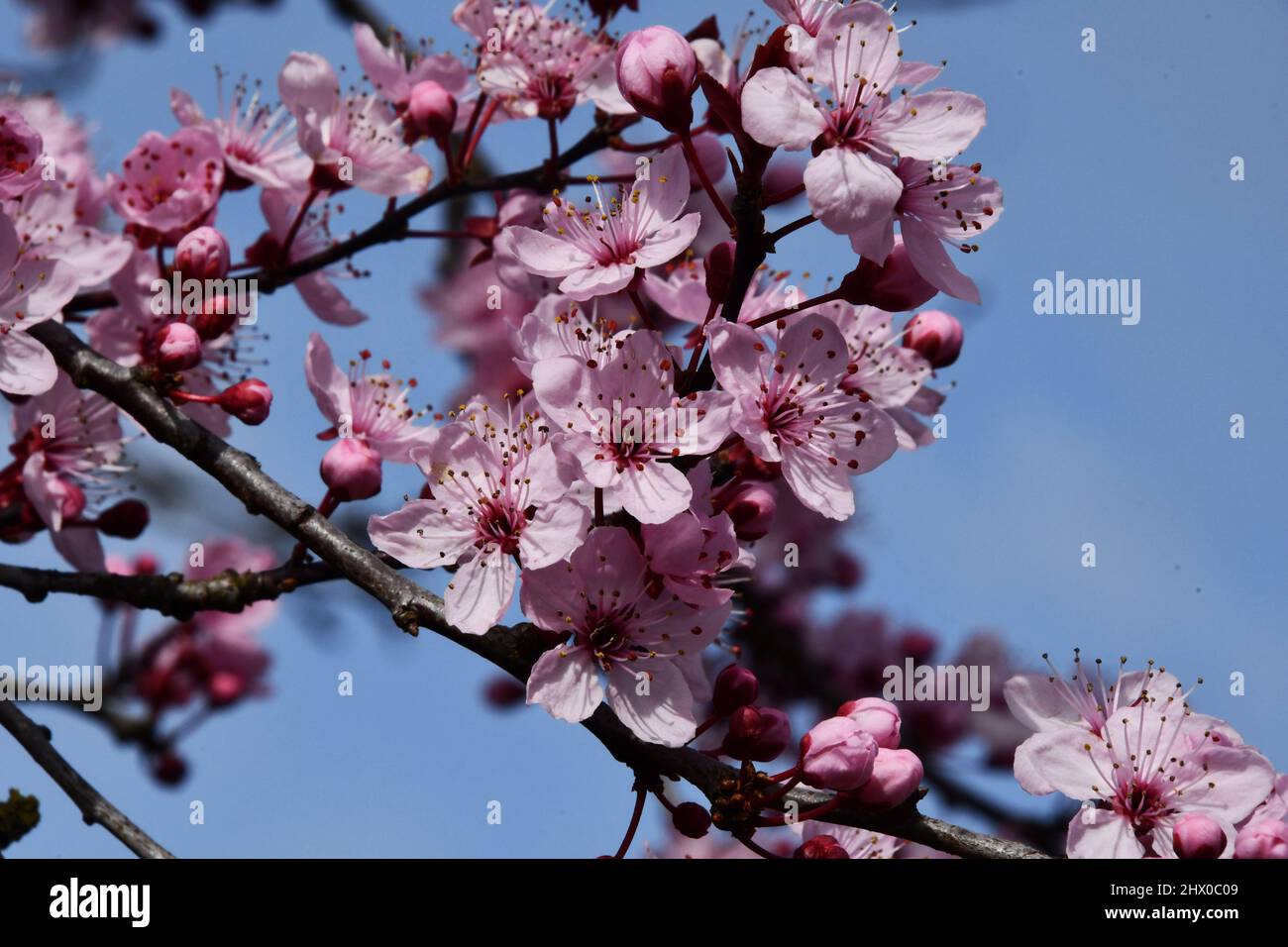 Pink blossom of a member of the prunus family. Early spring flowers ...