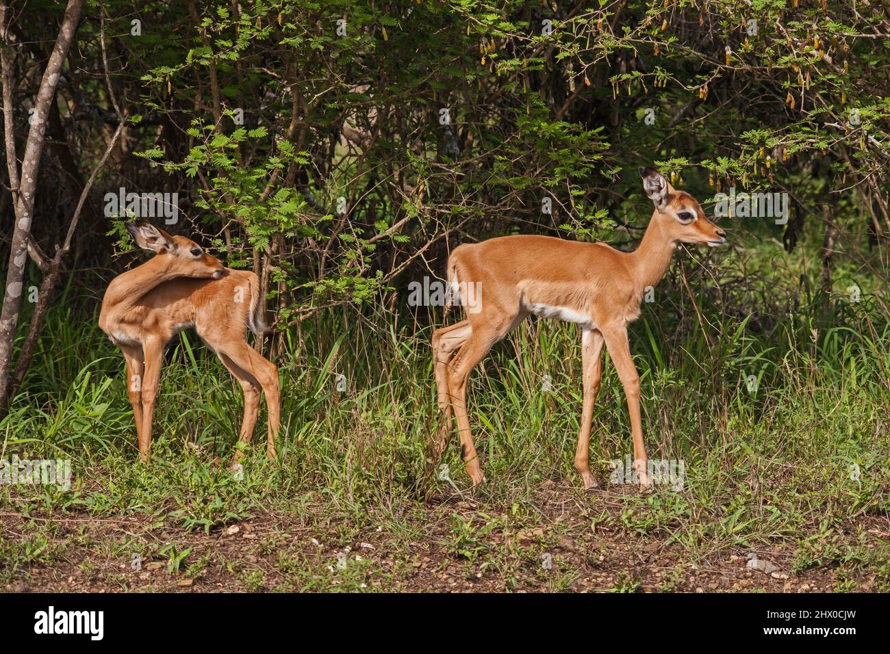 Two young impala hi-res stock photography and images - Alamy