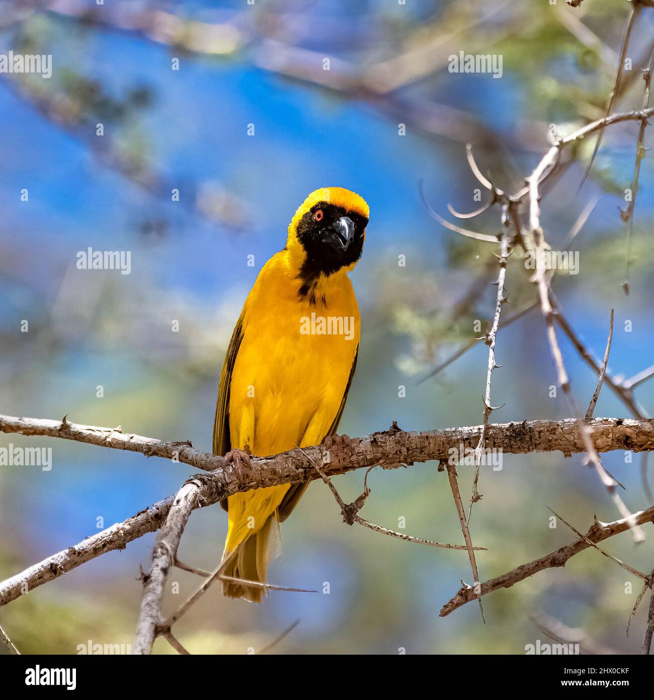 southern masked weaver, Ploceus velatus, yellow and black bird in ...