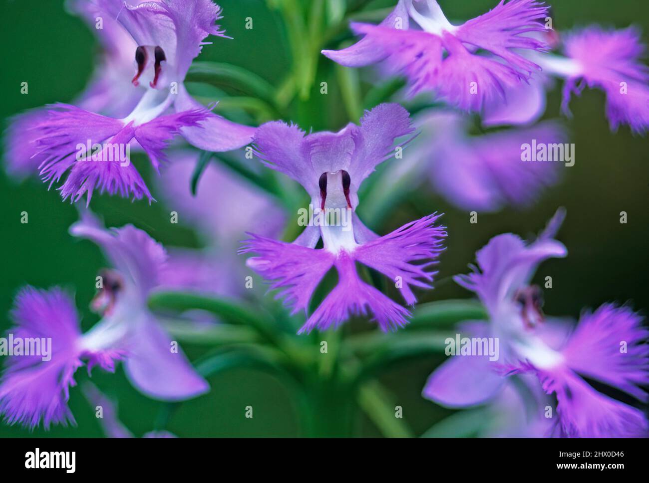 Large purple orchis at Acadia National Park Maine Stock Photo - Alamy