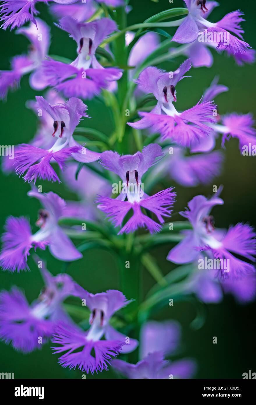 Large purple orchis hi-res stock photography and images - Alamy