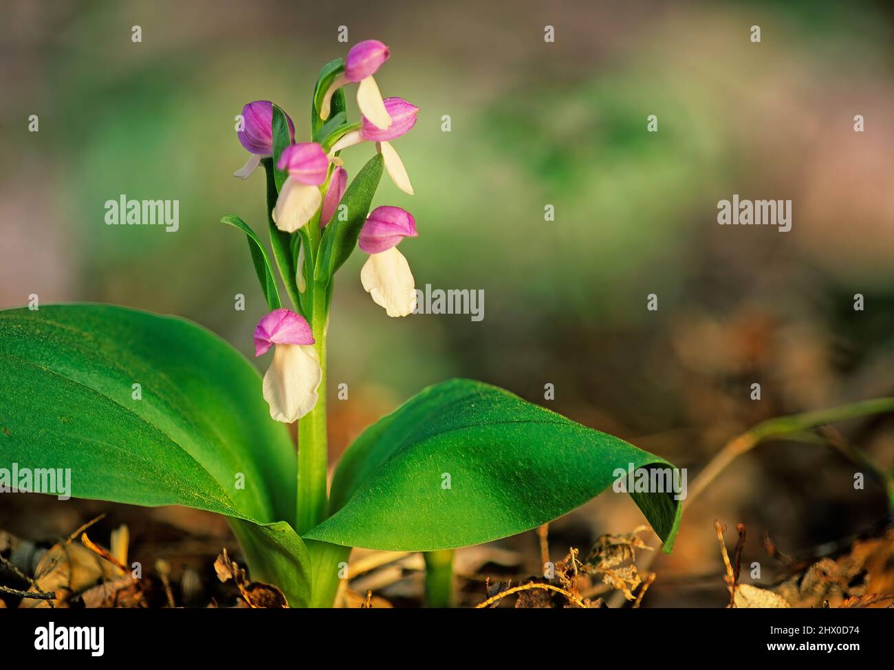Showy orchis (Orchis spectabilis) growing in Great Smokey Mountains ...