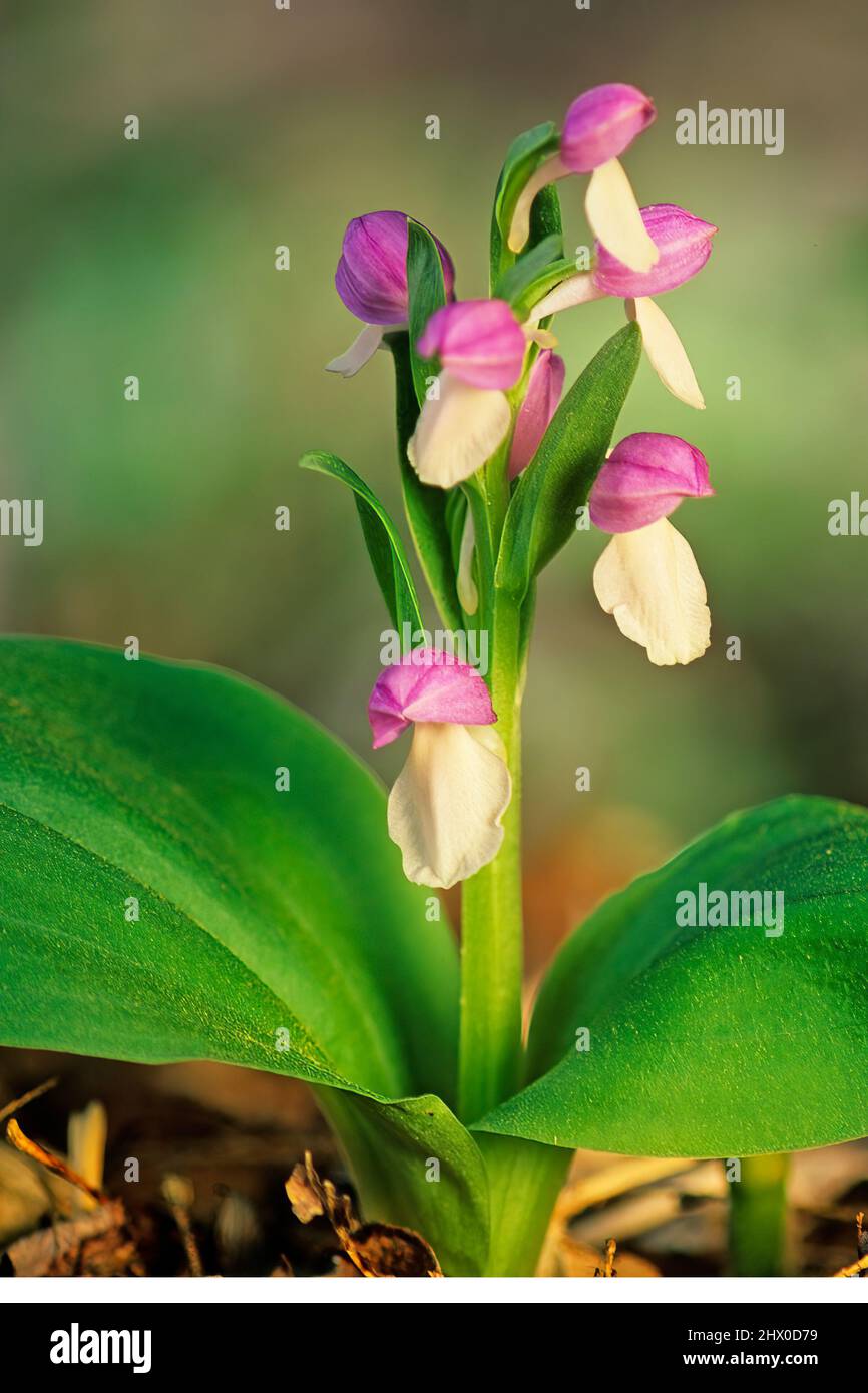 Showy orchis (Orchis spectabilis) growing in Great Smokey Mountains ...