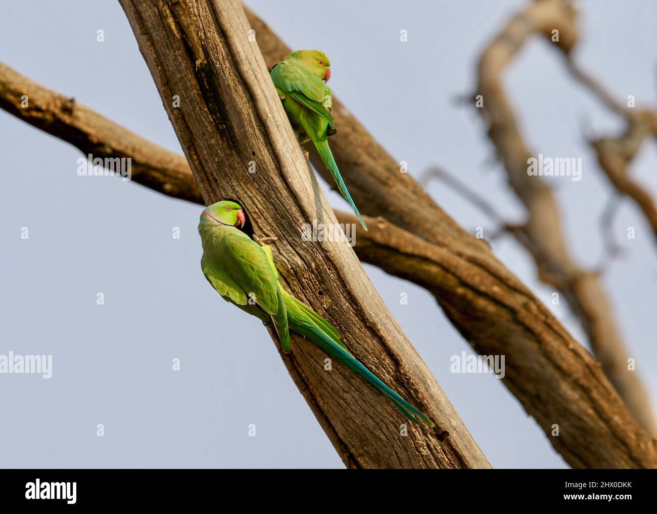 Rose-ringed Parakeet, Pretoria, South Africa Stock Photo - Alamy