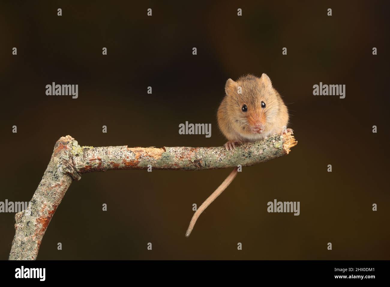 Harvest mouse looking at the camera hi-res stock photography and images ...