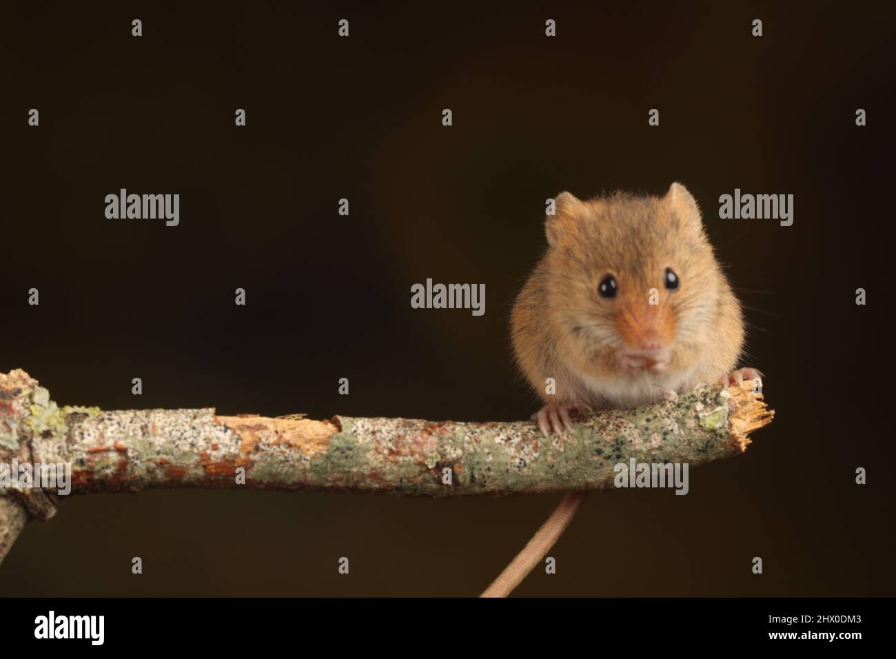 Harvest Mouse sitting on a wooden branch, waiting for feeding time ...