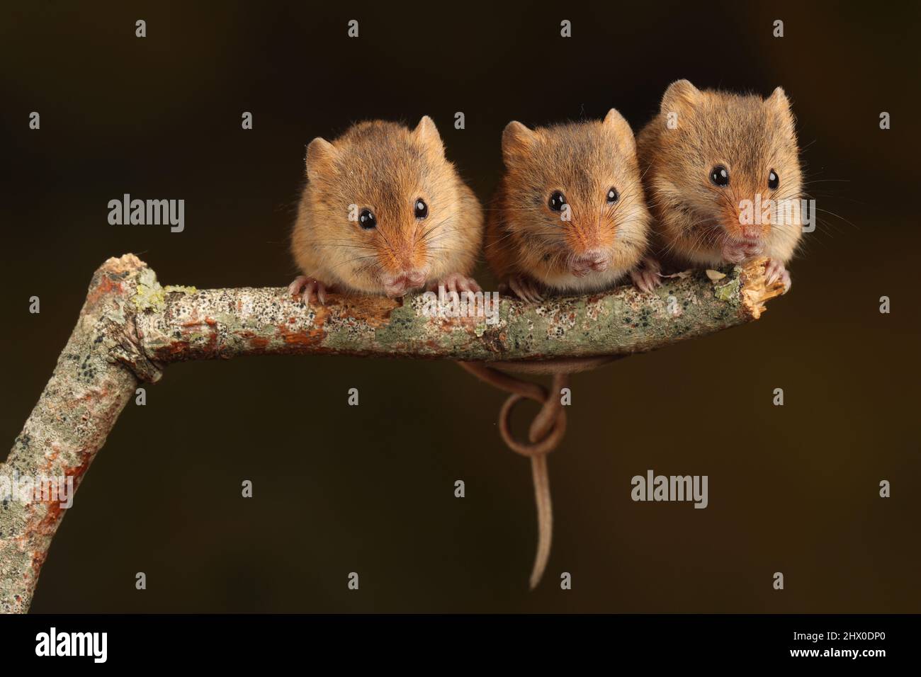 Harvest mouse looking at the camera hi-res stock photography and images ...