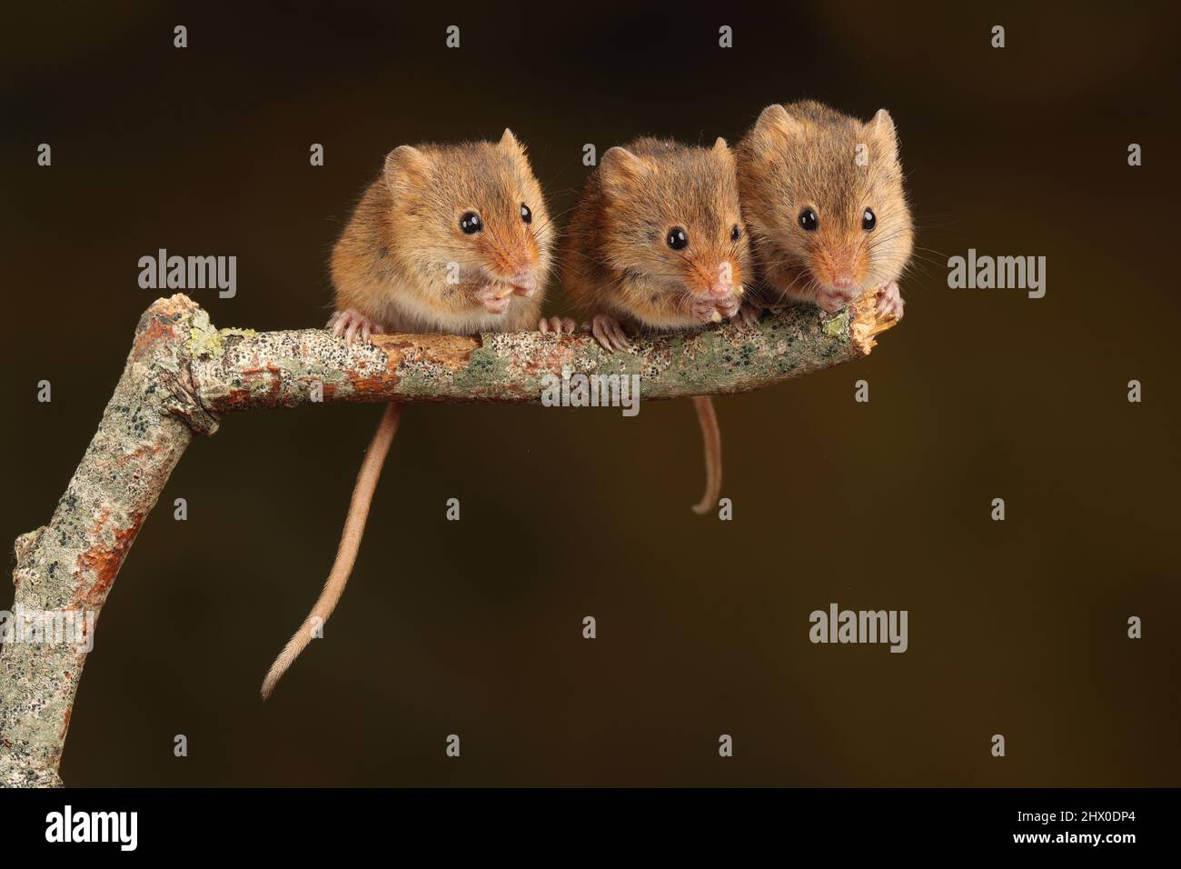 Harvest Mouse sitting on a wooden branch, waiting for feeding time ...