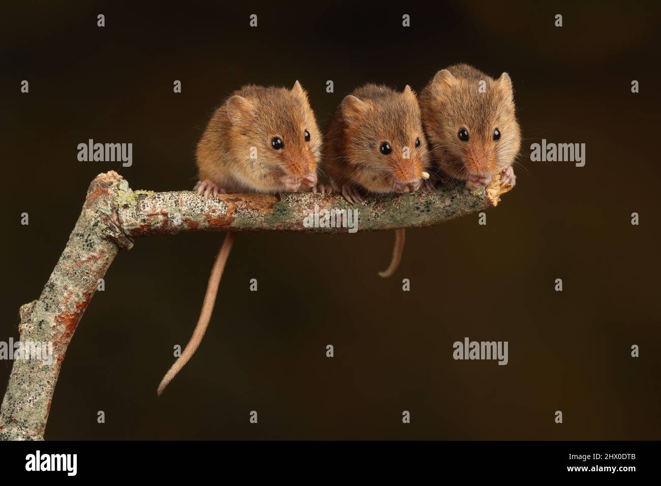 Harvest mouse looking at the camera hi-res stock photography and images ...