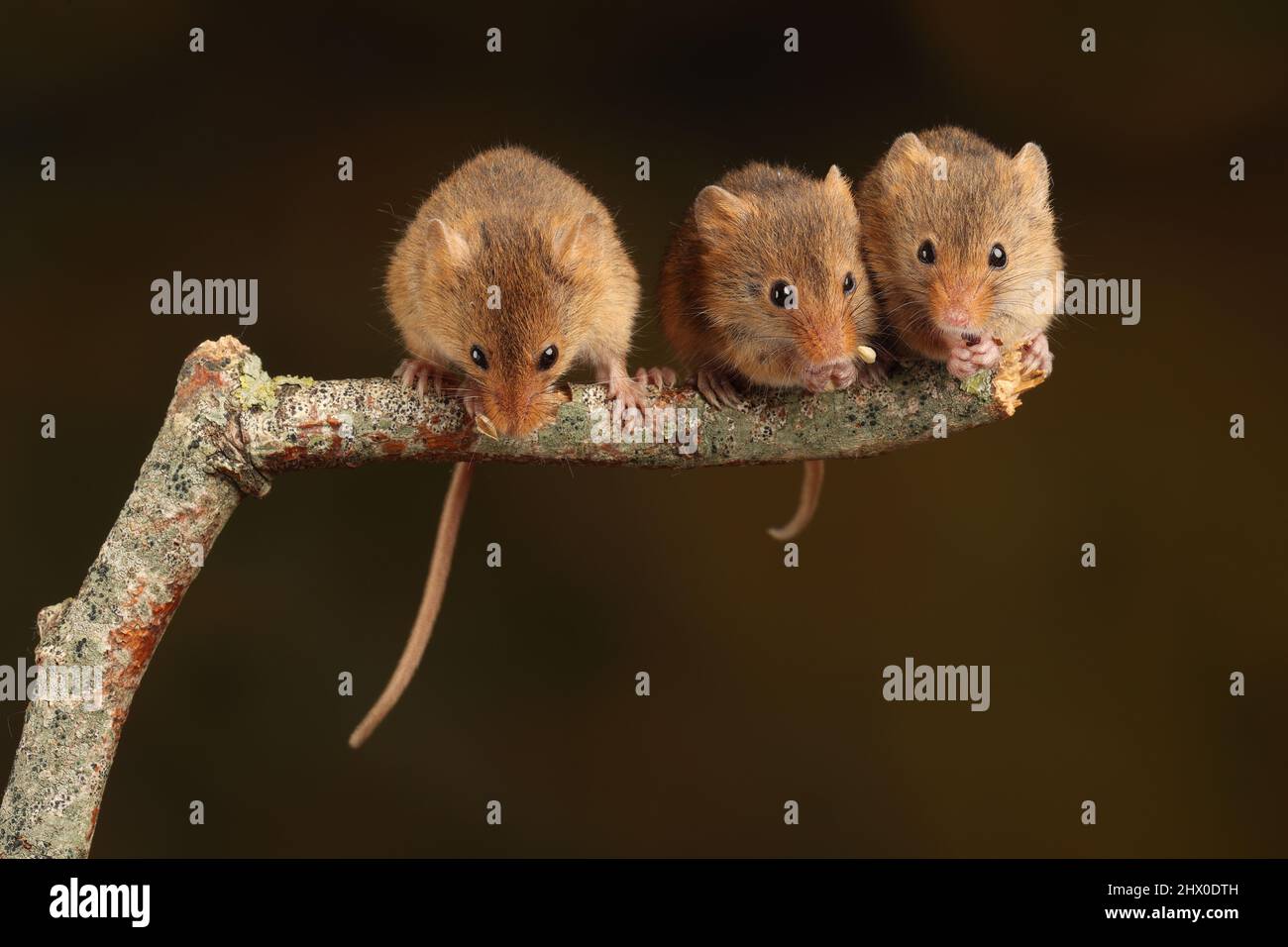 Harvest mouse looking at the camera hi-res stock photography and images ...