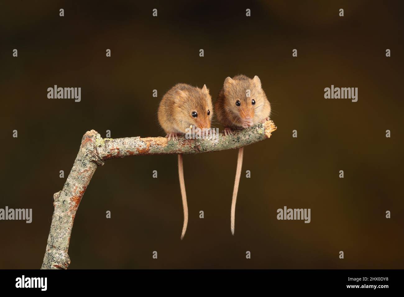Harvest Mouse sitting on a wooden branch, waiting for feeding time ...
