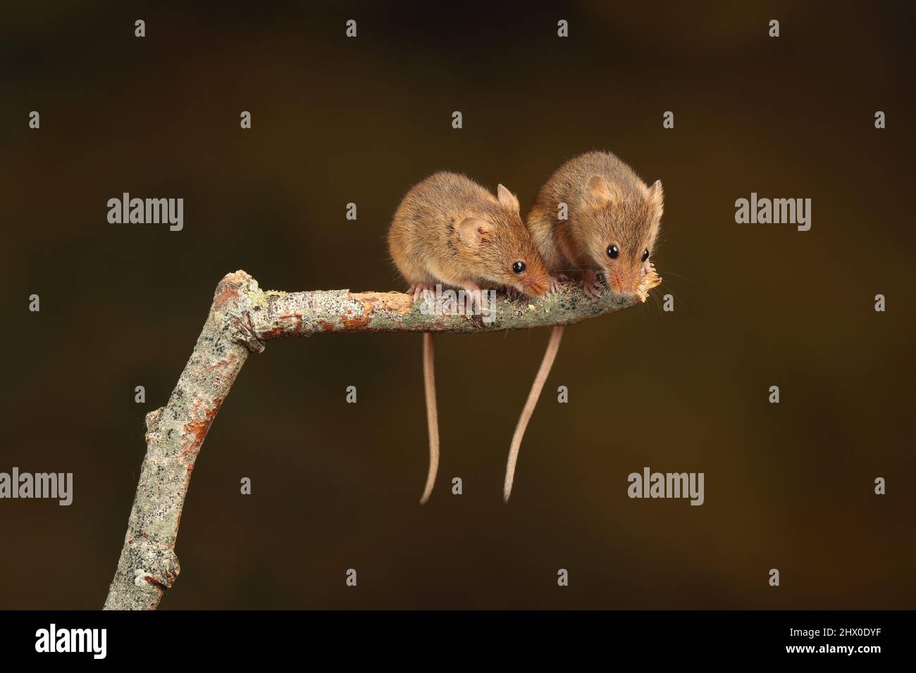 Harvest Mouse sitting on a wooden branch, waiting for feeding time ...
