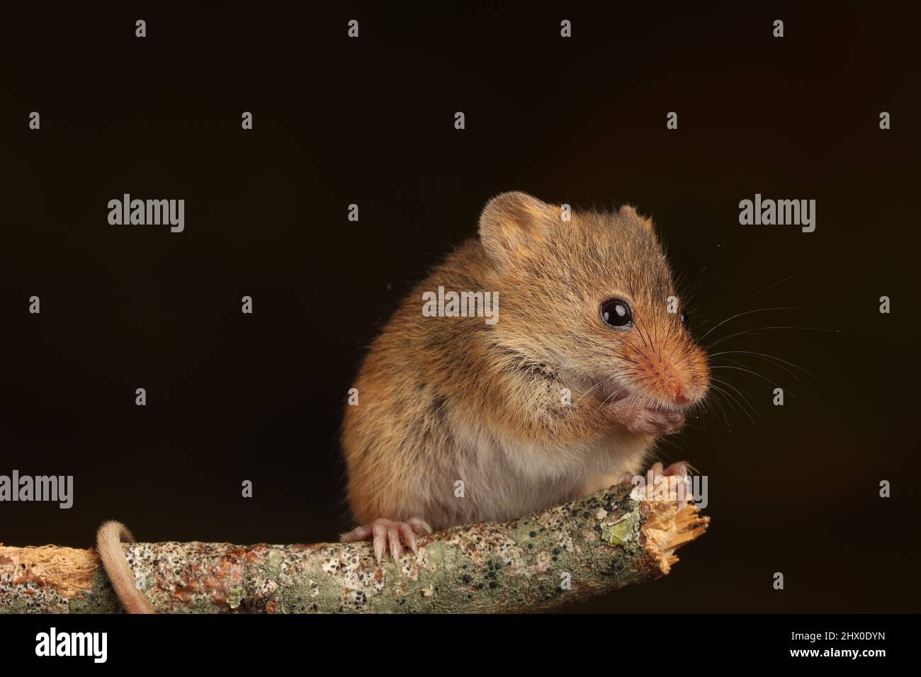 Harvest Mouse sitting on a wooden branch, waiting for feeding time ...