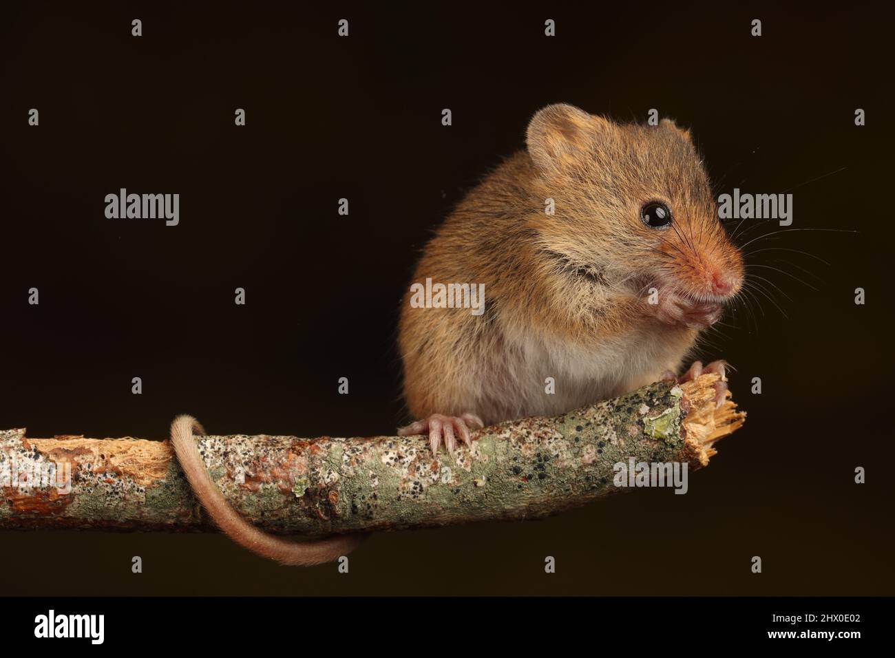 Harvest Mouse sitting on a wooden branch, waiting for feeding time ...