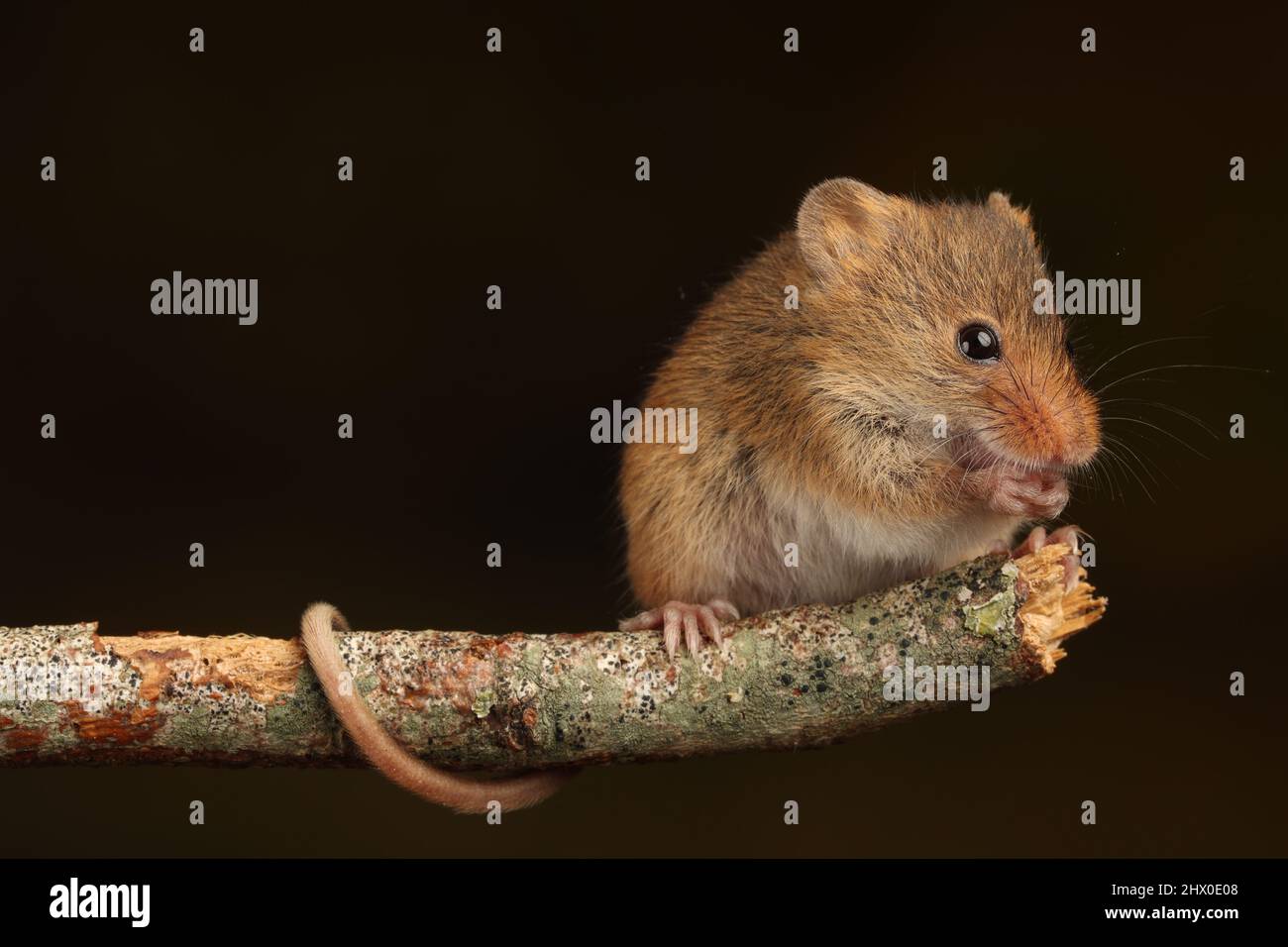 Harvest Mouse sitting on a wooden branch, waiting for feeding time ...