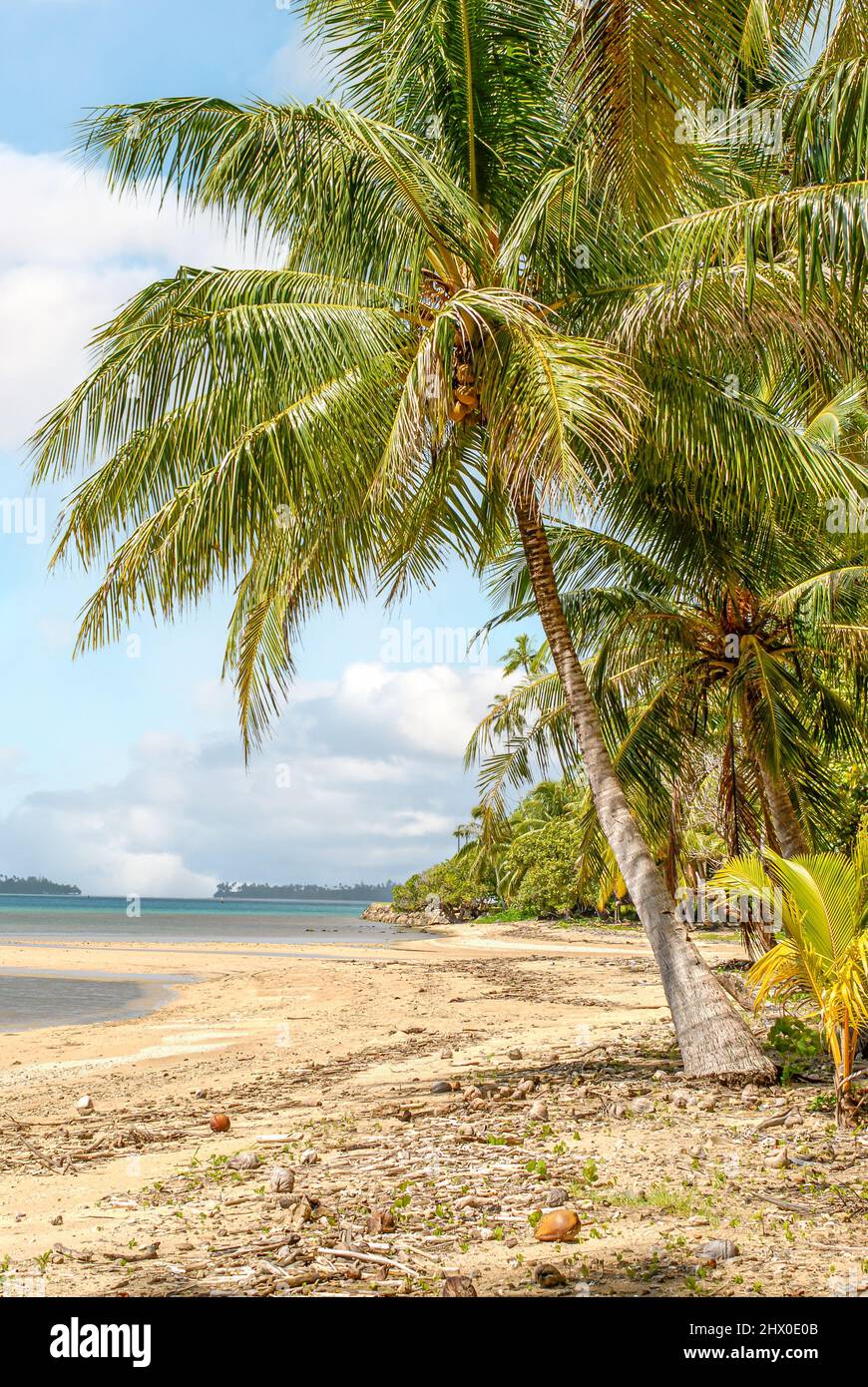 Palm Trees at the coastline of Bora Bora French Polynesia Stock Photo ...