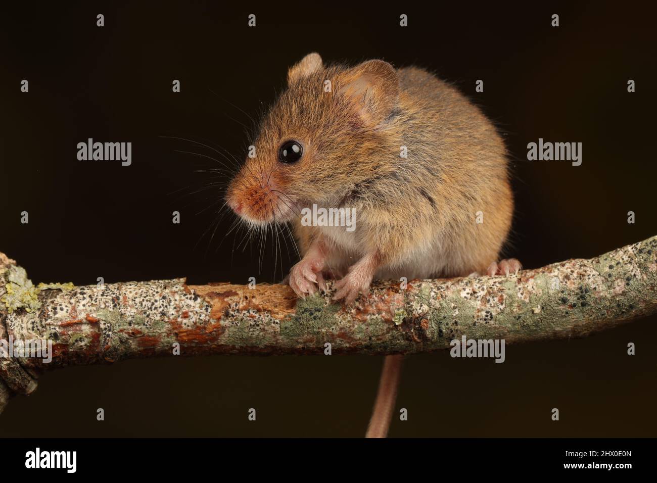 Harvest Mouse sitting on a wooden branch, waiting for feeding time ...