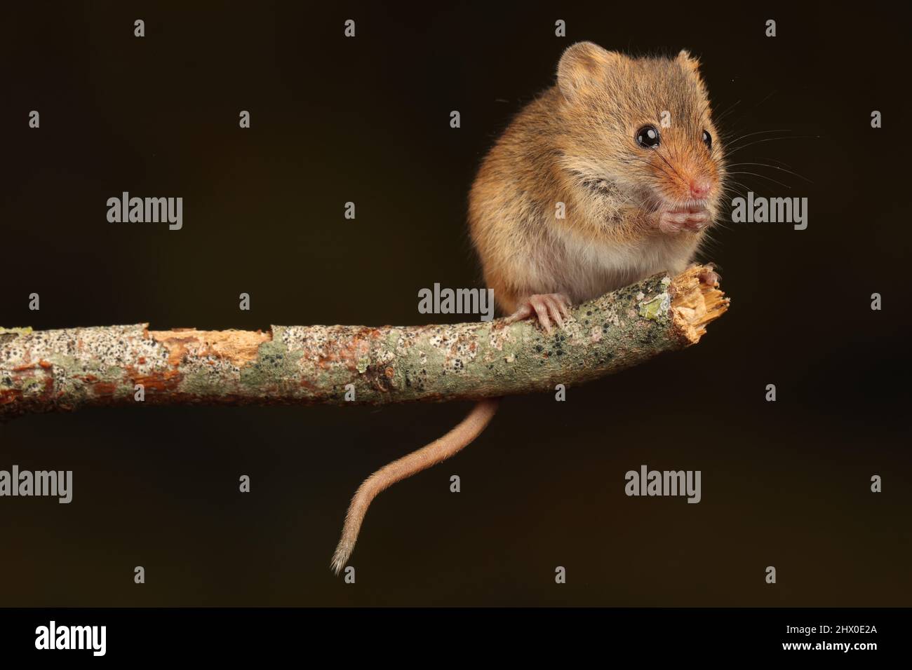 Harvest Mouse sitting on a wooden branch, waiting for feeding time ...