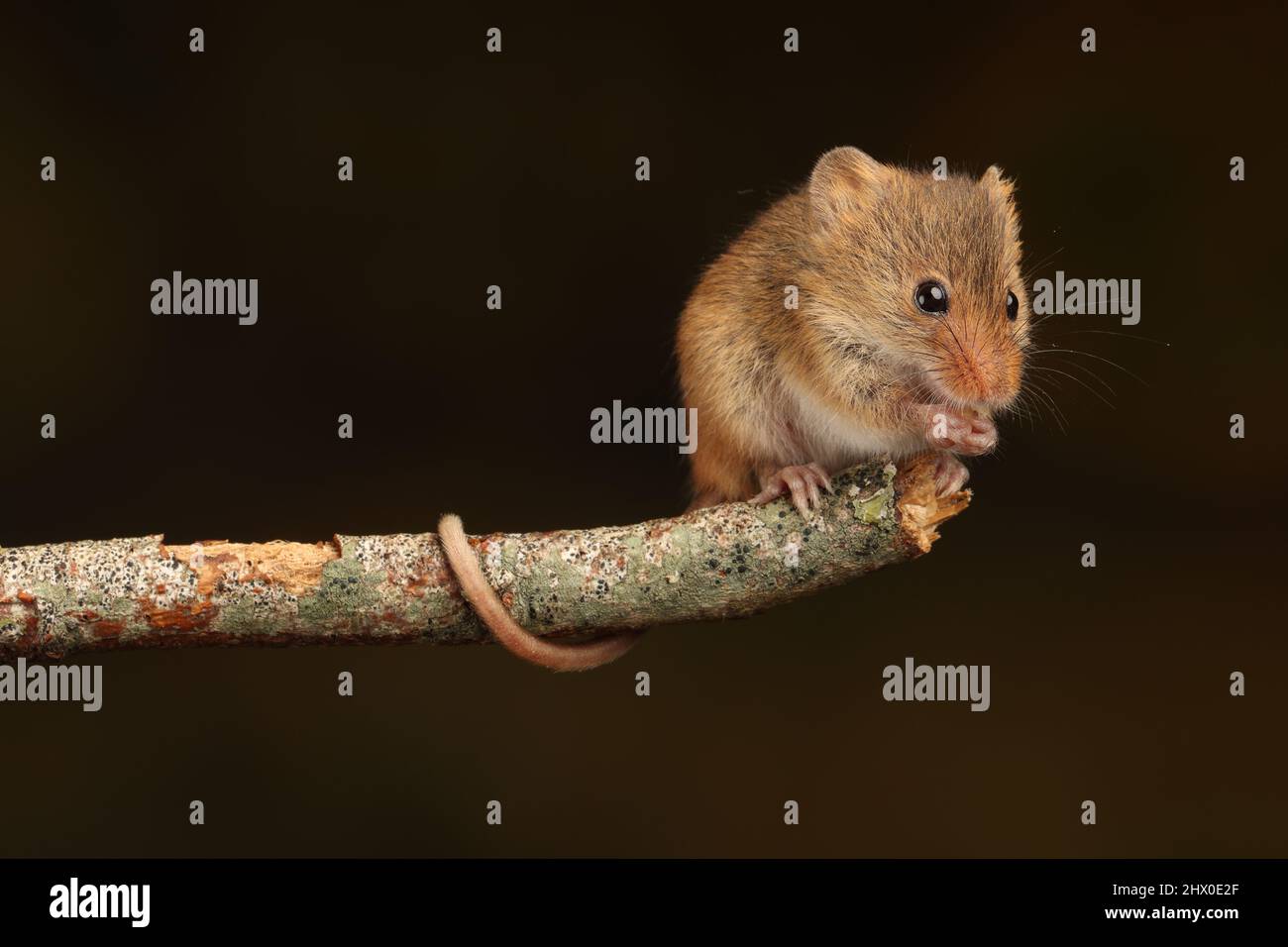Harvest Mouse sitting on a wooden branch, waiting for feeding time ...