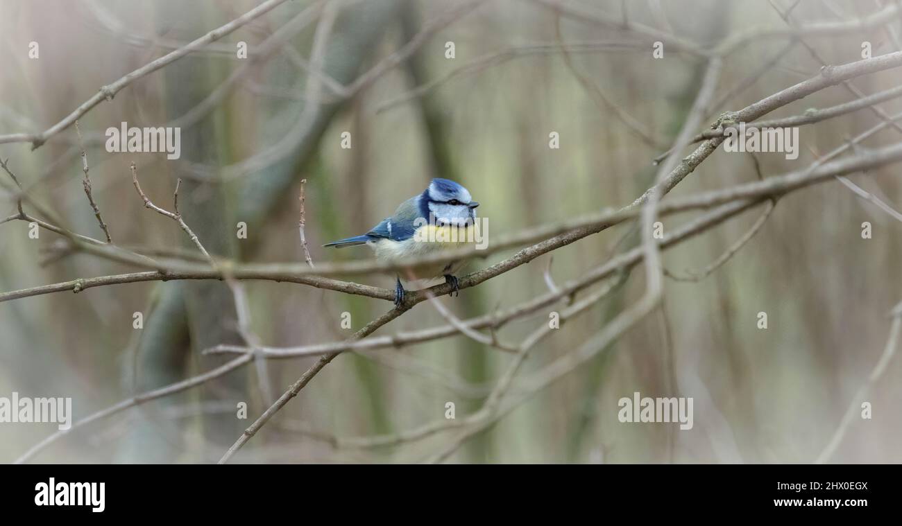A blue tit closeup in Jena at a bird feeding spot Stock Photo - Alamy