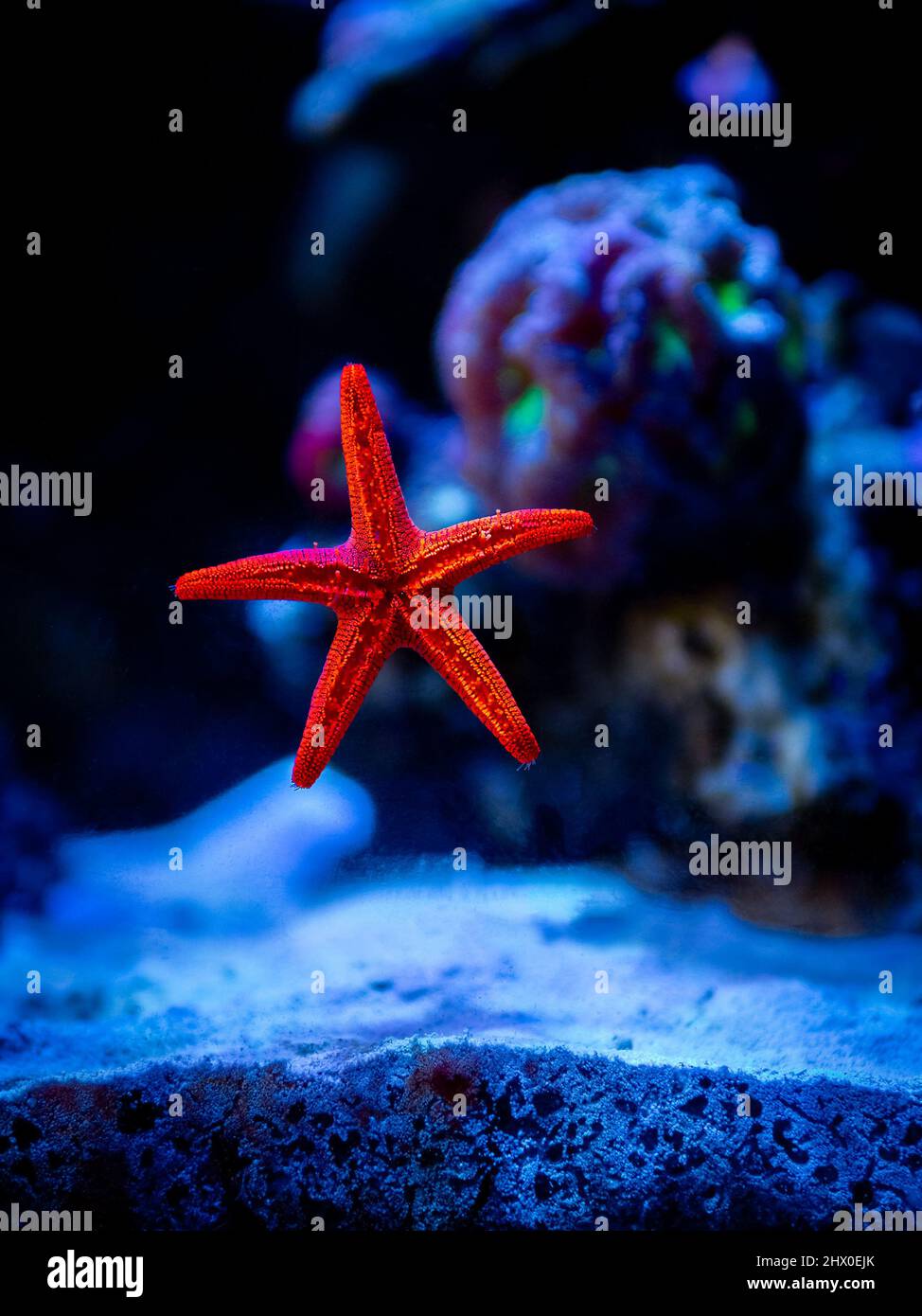 Indian sea star or red starfish (Fromia indica) moving through the ...