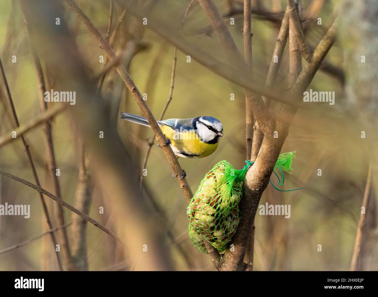 A blue tit closeup in Jena at a bird feeding spot Stock Photo - Alamy
