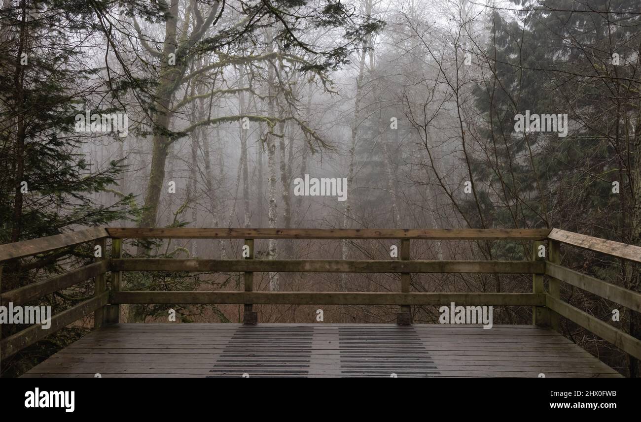 Path in the Canadian rain forest with green trees Stock Photo - Alamy