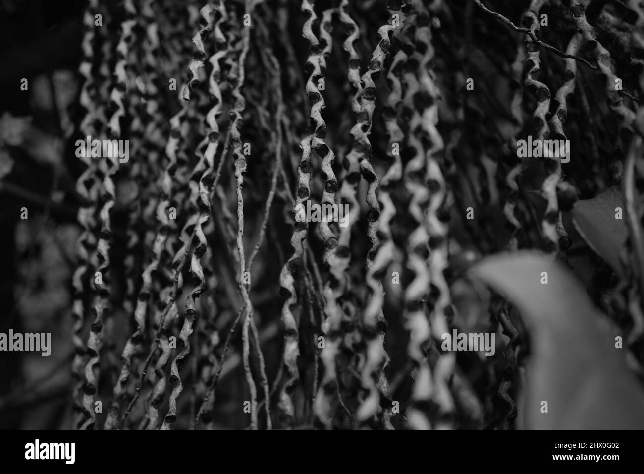 Fish tail palm tree Stock Photo - Alamy