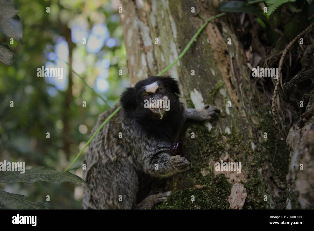 Mico acariensis hi-res stock photography and images - Alamy