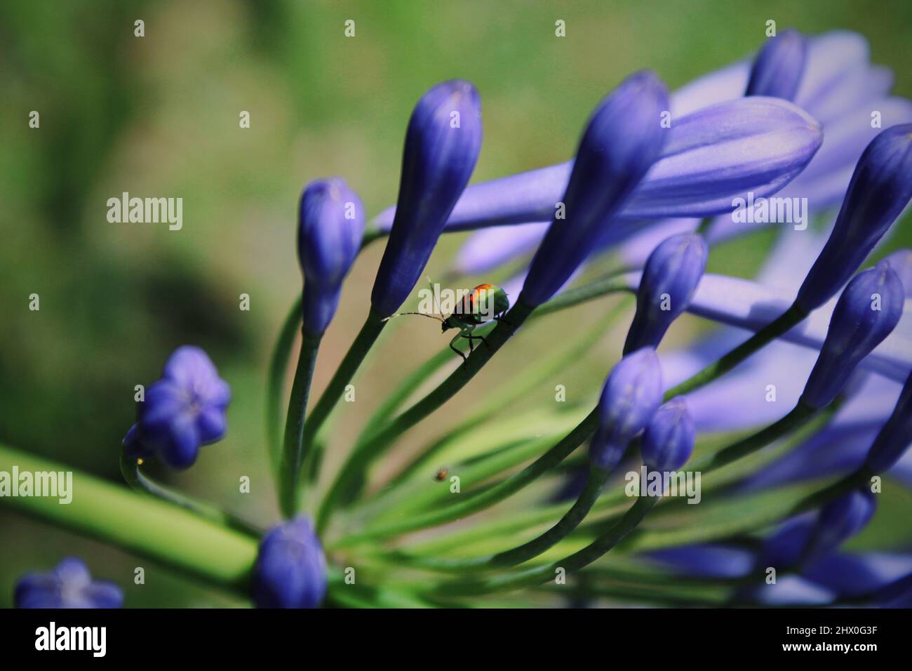 Agapanthus africanus with ladybug Stock Photo - Alamy