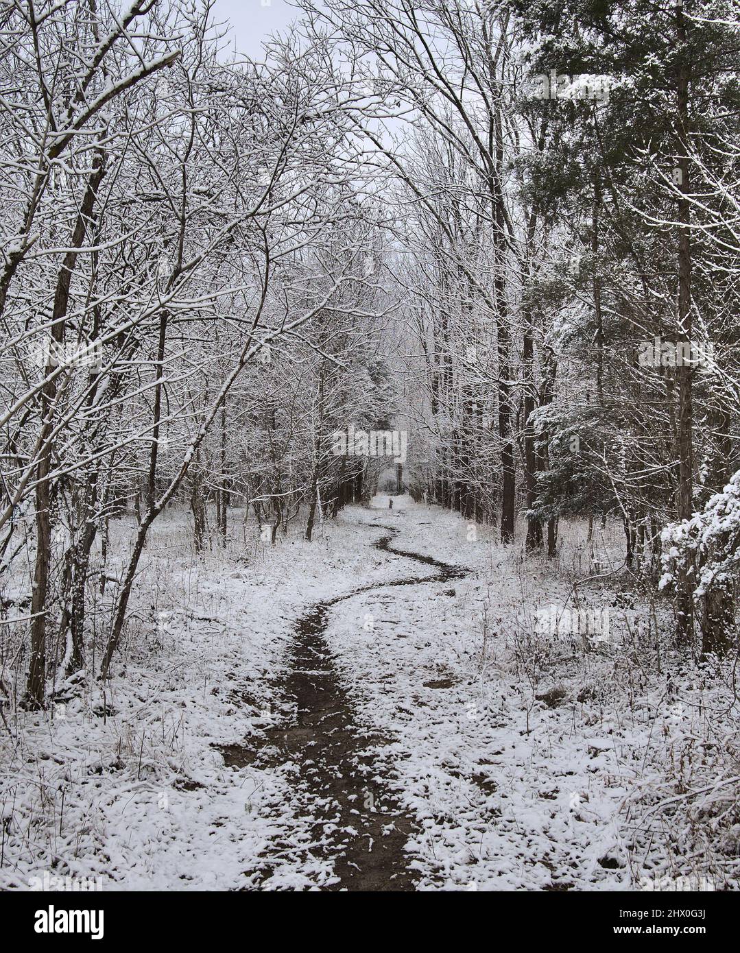 A portrait image of a long and winding trail through a forest in winter ...