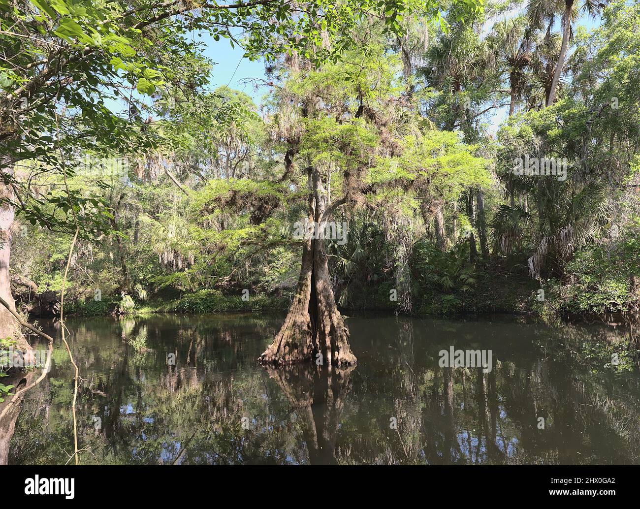 A landscape image of a tree in a Florida river with bright green new ...