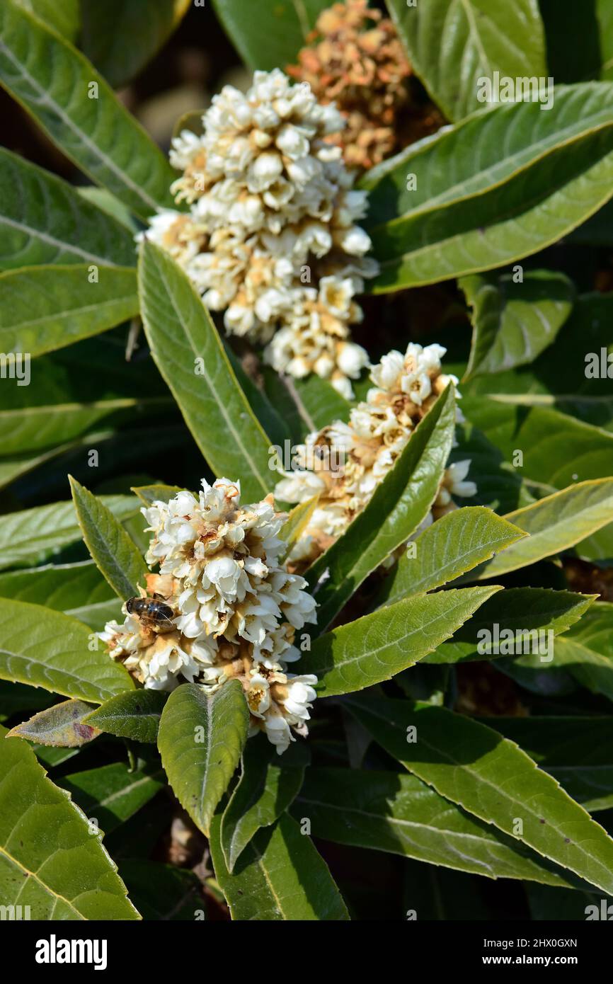 Japan medlar hi-res stock photography and images - Alamy