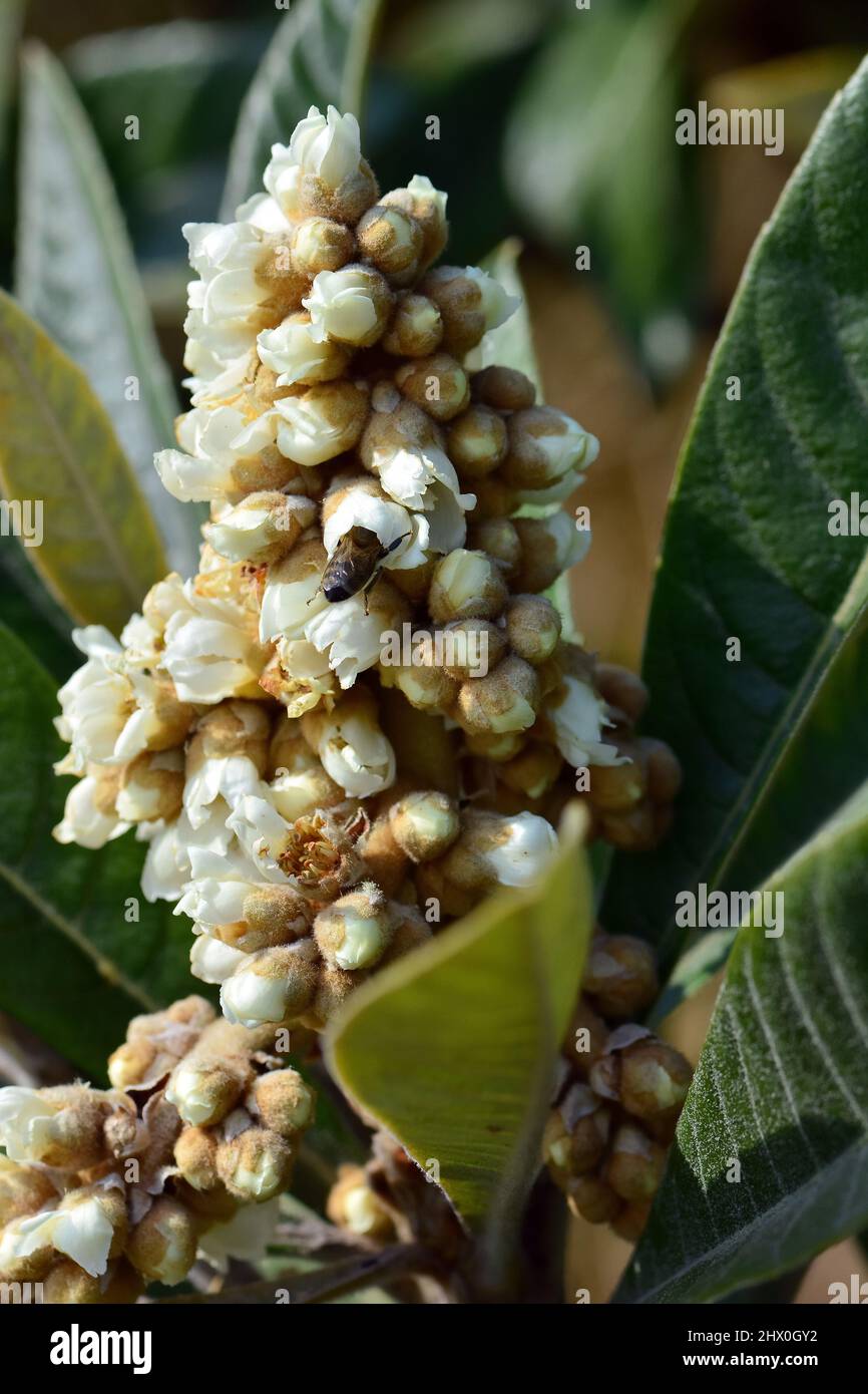 Loquat, Japanese medlar, Japanische Wollmispel, néflier du Japon ...